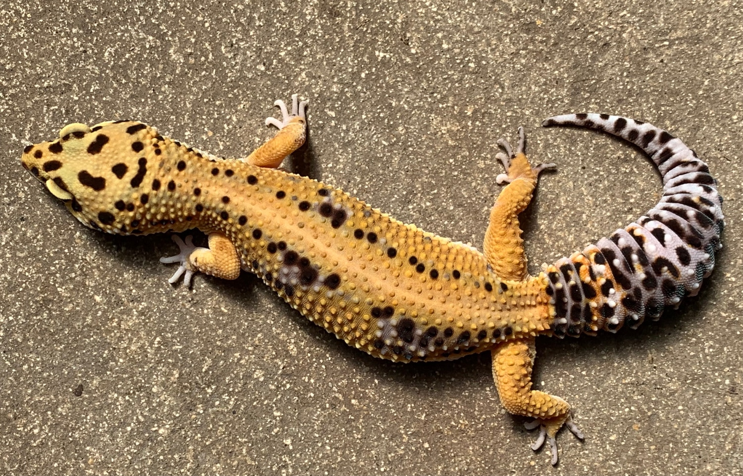 Firebold No Hets Leopard Gecko by Miami Art Geckos - MorphMarket