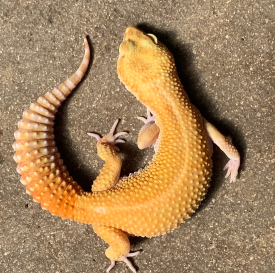 Red Diamond Leopard Gecko by Miami Art Geckos