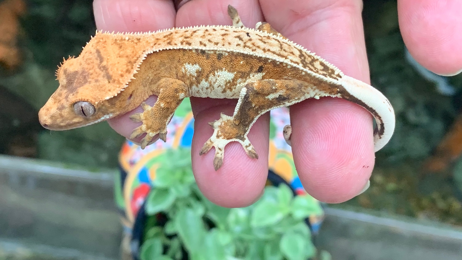Beautiful Yellow And White Great Lineago Crested Gecko by Miami Art ...