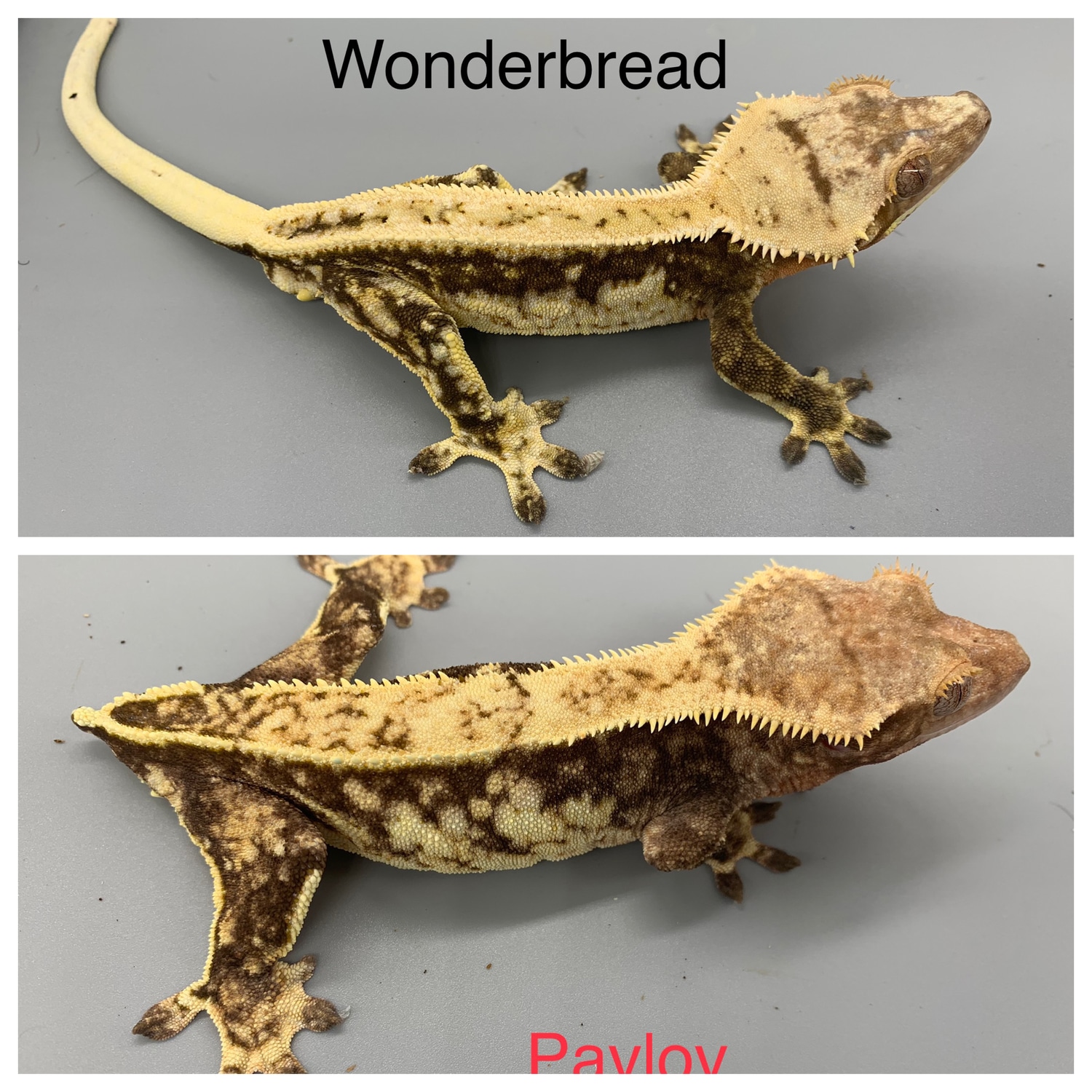 Beautiful Yellow And White Great Lineago Crested Gecko by Miami Art ...