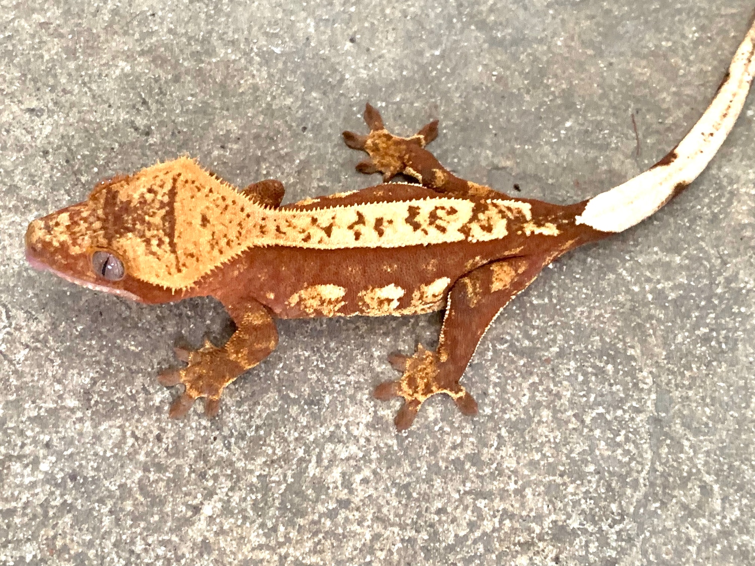 Red And Cream Harlequin Crested Gecko by Miami Art Geckos - MorphMarket