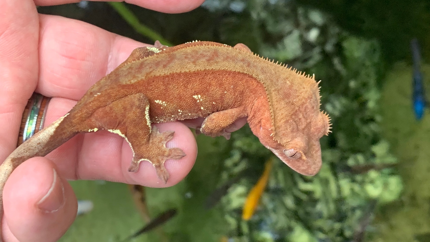 Nice Red Phantom Crested Gecko by Miami Art Geckos - MorphMarket