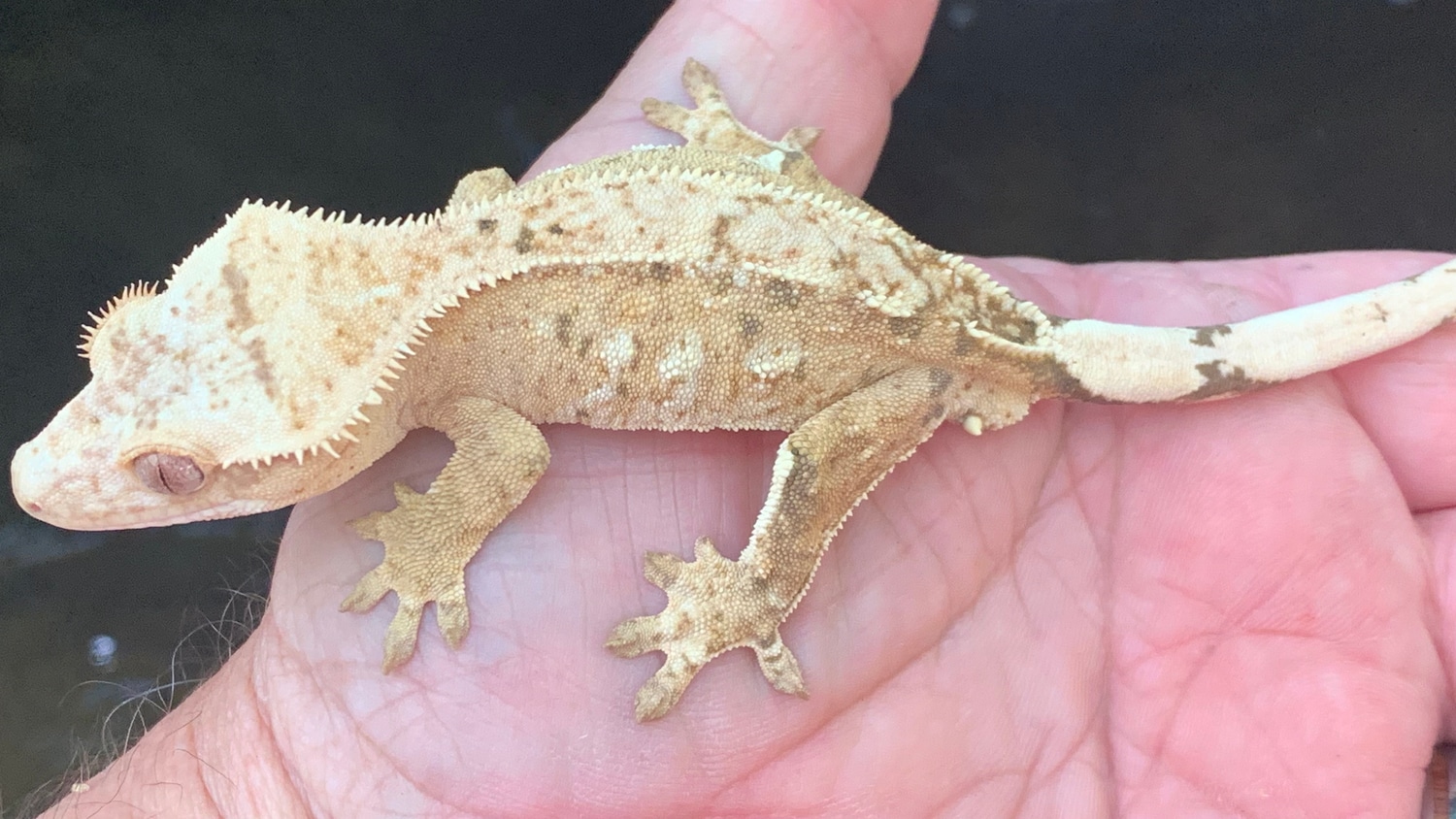 Young Yellow Crested Gecko by Miami Art Geckos - MorphMarket