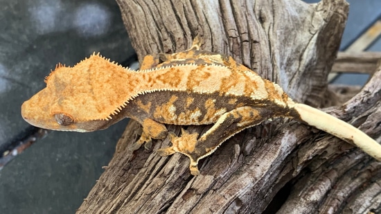Nice Tri Color Bright Colors Crested Gecko by Miami Art Geckos