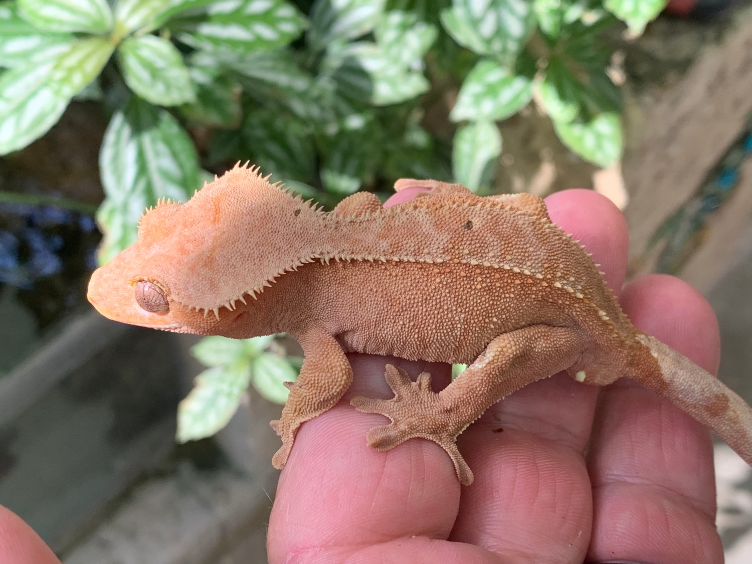 Red Phantom Crested Gecko by Miami Art Geckos - MorphMarket