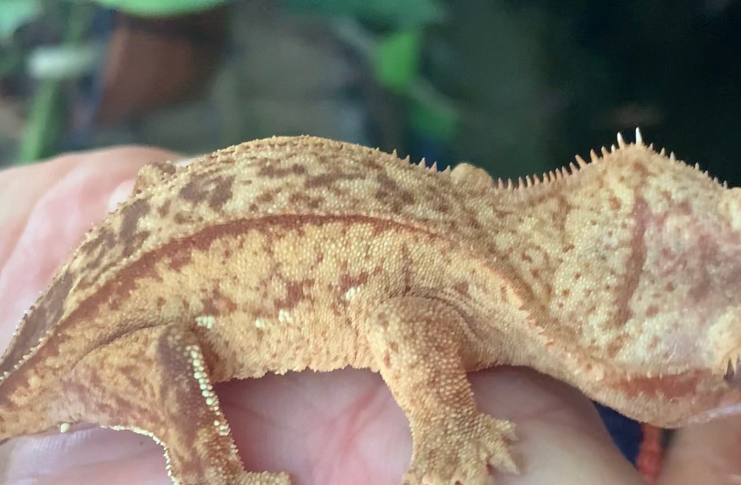 Nice Yellow Phantom With Pink Crested Gecko by Miami Art Geckos ...