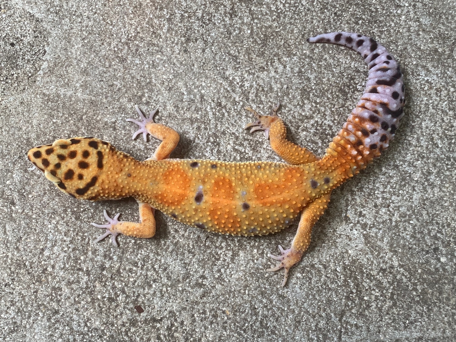 Nice Clown Cross Leopard Gecko by Miami Art Geckos - MorphMarket