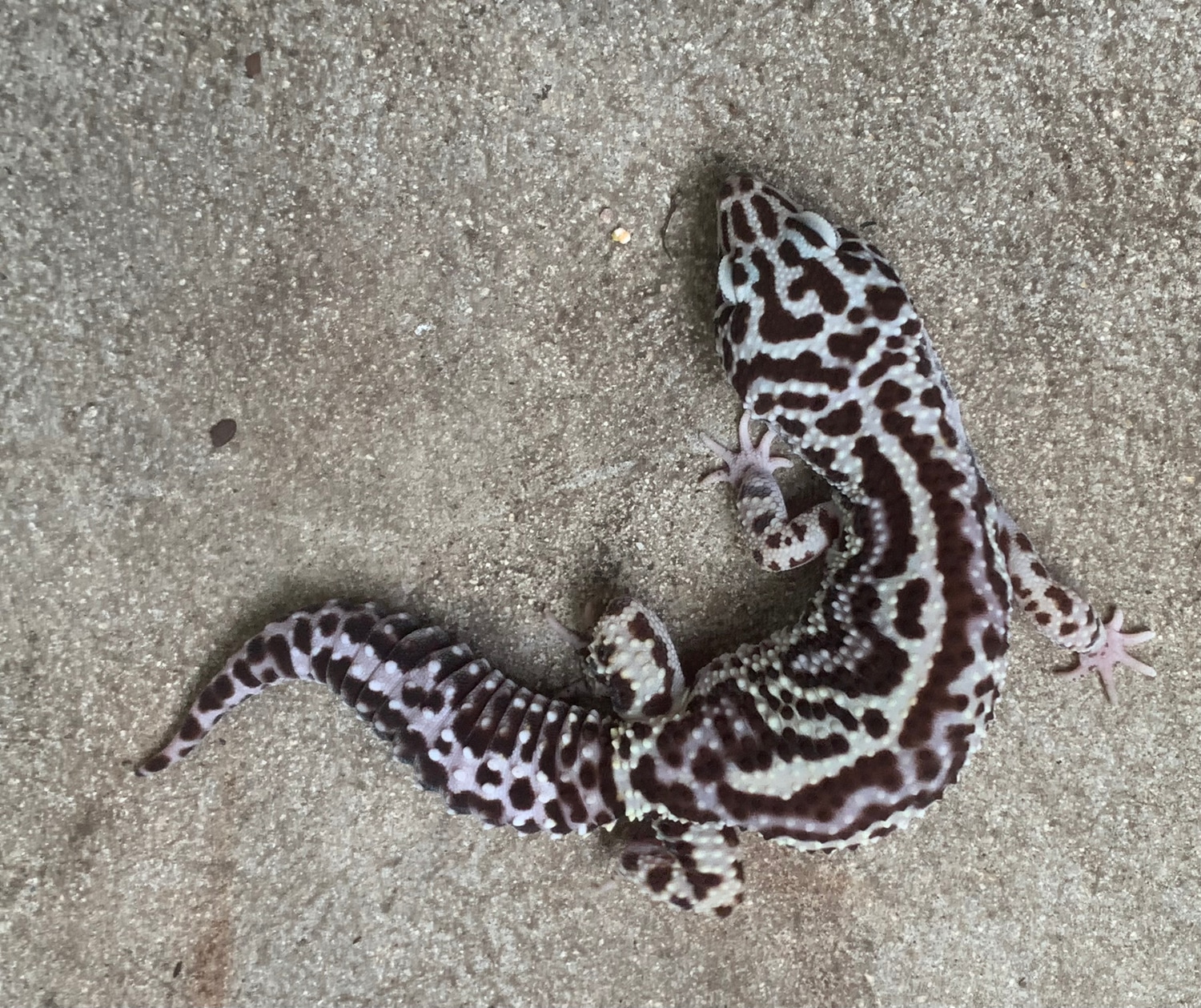 Mack Lavender Bold Het Tremper Leopard Gecko by Miami Art Geckos ...