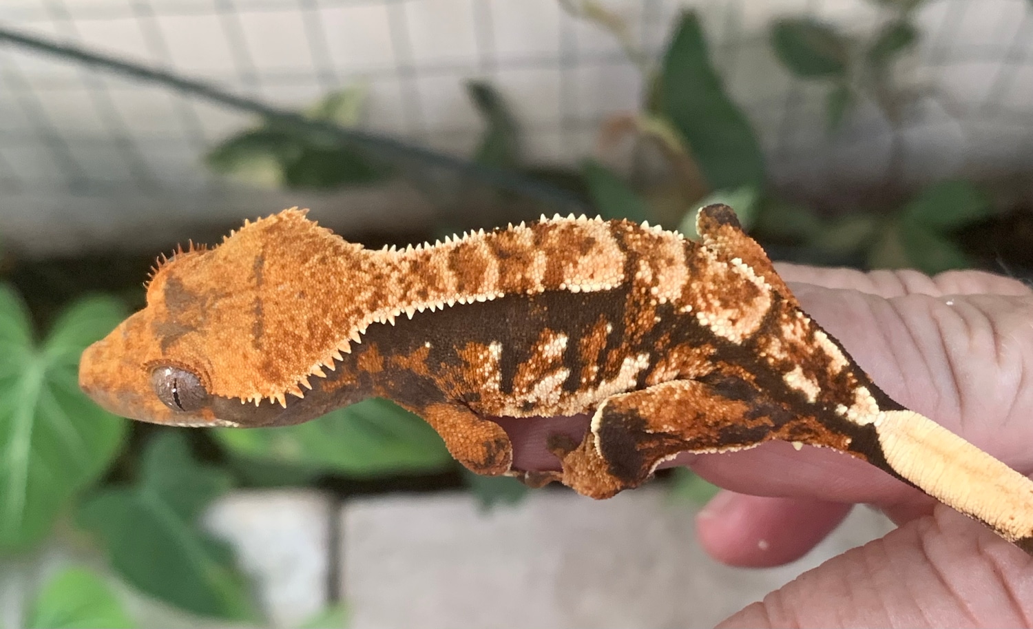 Tricolor No Pores At This Time Crested Gecko by Miami Art Geckos ...