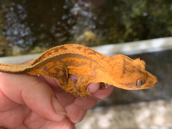 Yellow Het Superstripe Crested Gecko by Miami Art Geckos