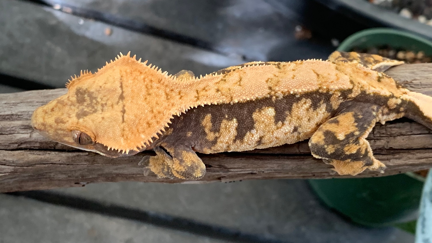 Nice Extreme Harlequin Female Crested Gecko by Miami Art Geckos ...