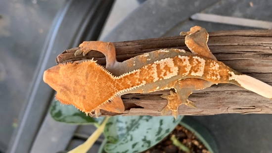 Excellant Lines Tricolor Probable Crested Gecko by Miami Art Geckos