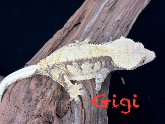 Drippy Extreme Harliquin Crested Gecko by Miami Art Geckos