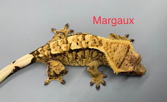 Ready To Breed Extreme Harliquin Female Crested Gecko by Miami Art Geckos