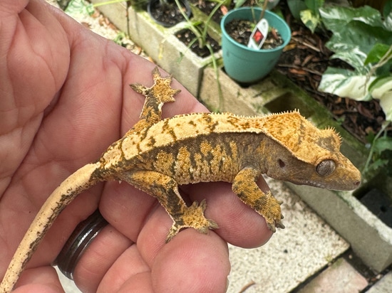 Beautiful Tricolor Crested Gecko by Miami Art Geckos