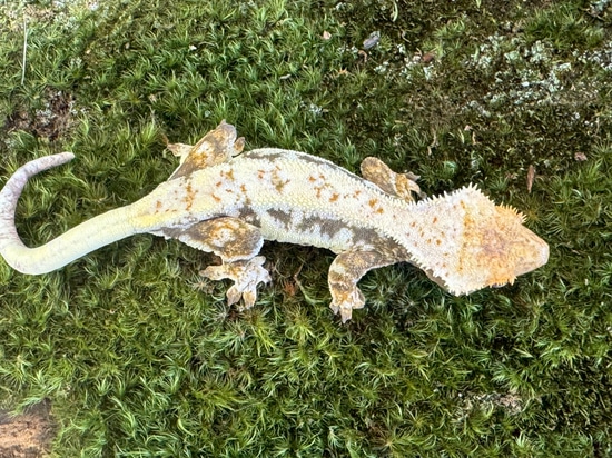 Highlighter Lilly White Crested Gecko by Miami Art Geckos