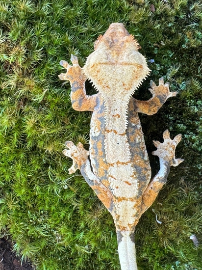 Nice Tri Color Crested Gecko by Miami Art Geckos