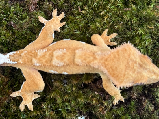 Nice Yellow Crested Gecko by Miami Art Geckos