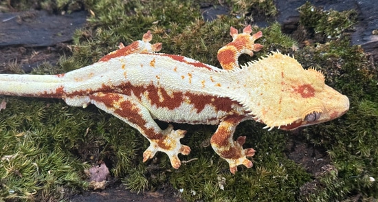 Nice Red Lilly White Crested Gecko by Miami Art Geckos