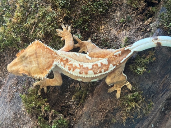 Nice Yellow And White Harlequin Crested Gecko by Miami Art Geckos