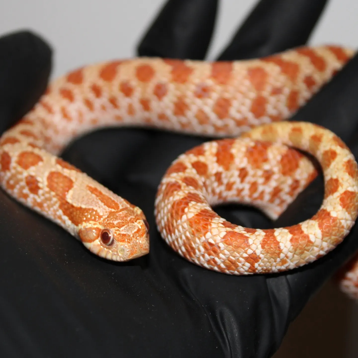 Evans Hypo PH Axanthic Western Hognose by MKL Exotics - MorphMarket