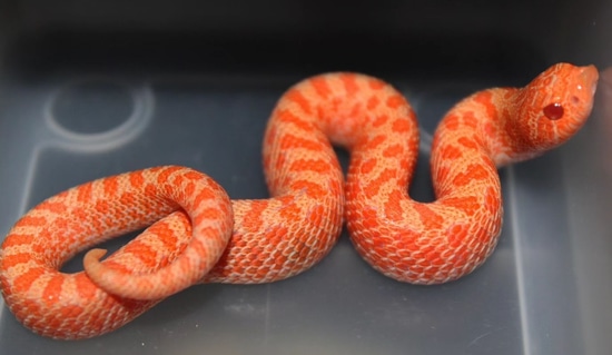 RBE Pastel Sunburst 66% PH Toffee Western Hognose by MKL Exotics
