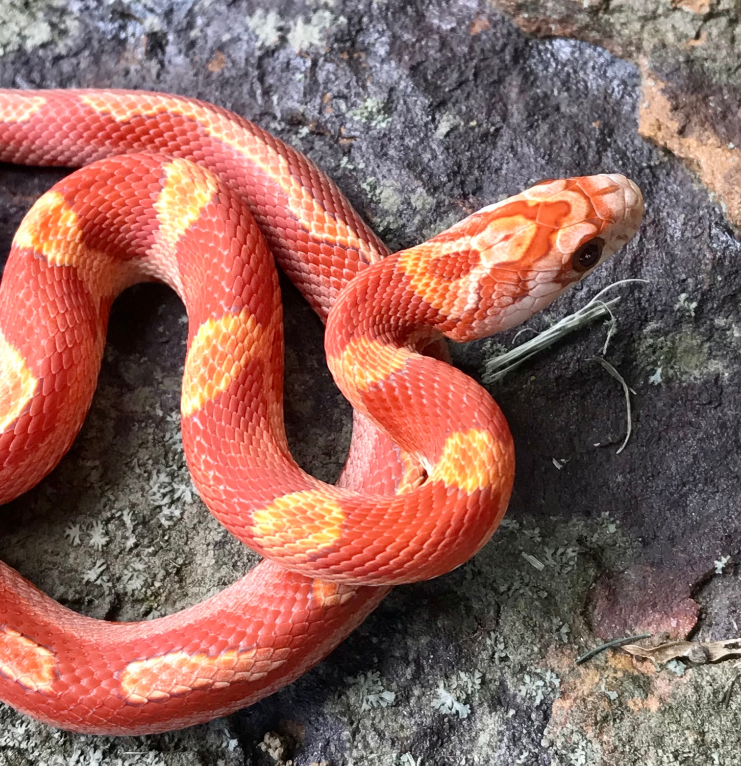 Coral Hypo Motley Sunkissed 100% Het Anerythristic 50% Het Amelanistic ...