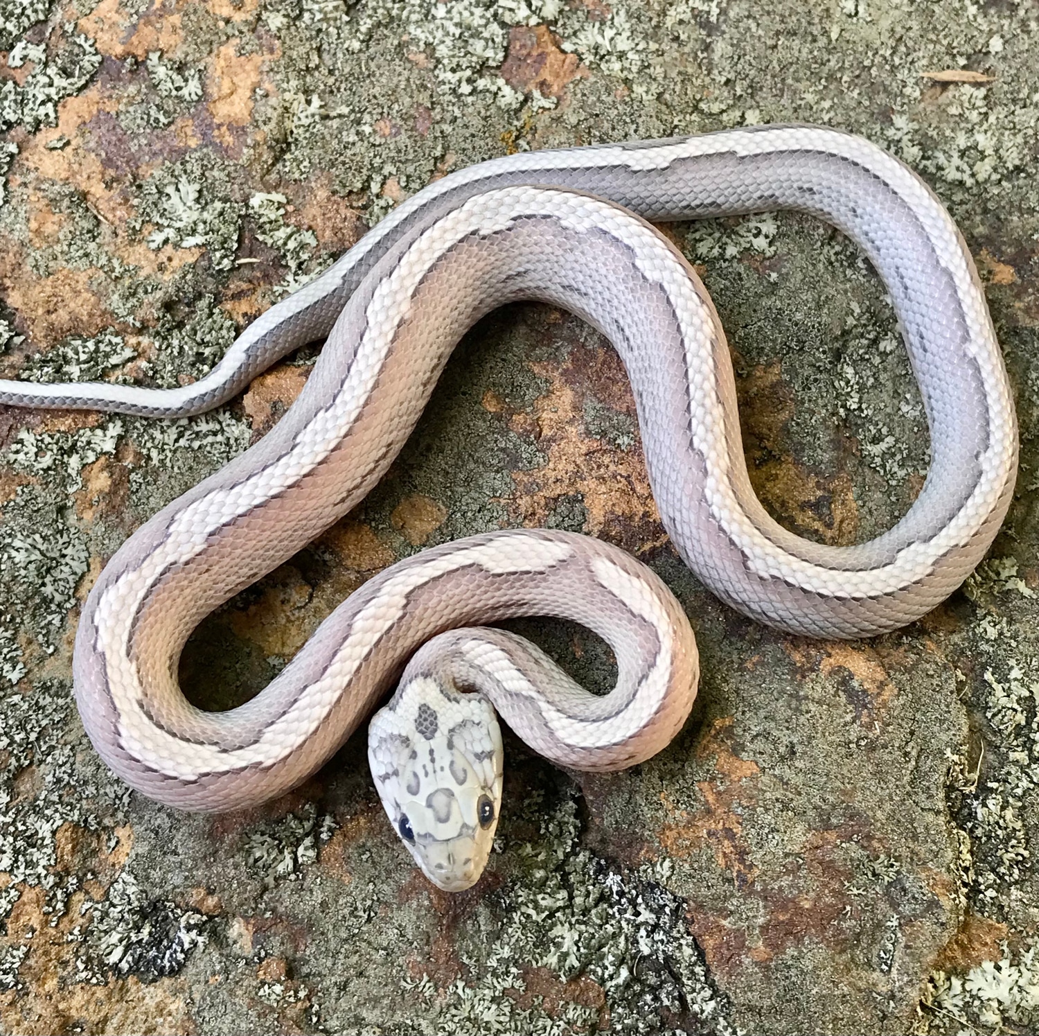 Anerythristic Motley "Pinstripe" Sunkissed 100% Het Hypo 50% Het ...