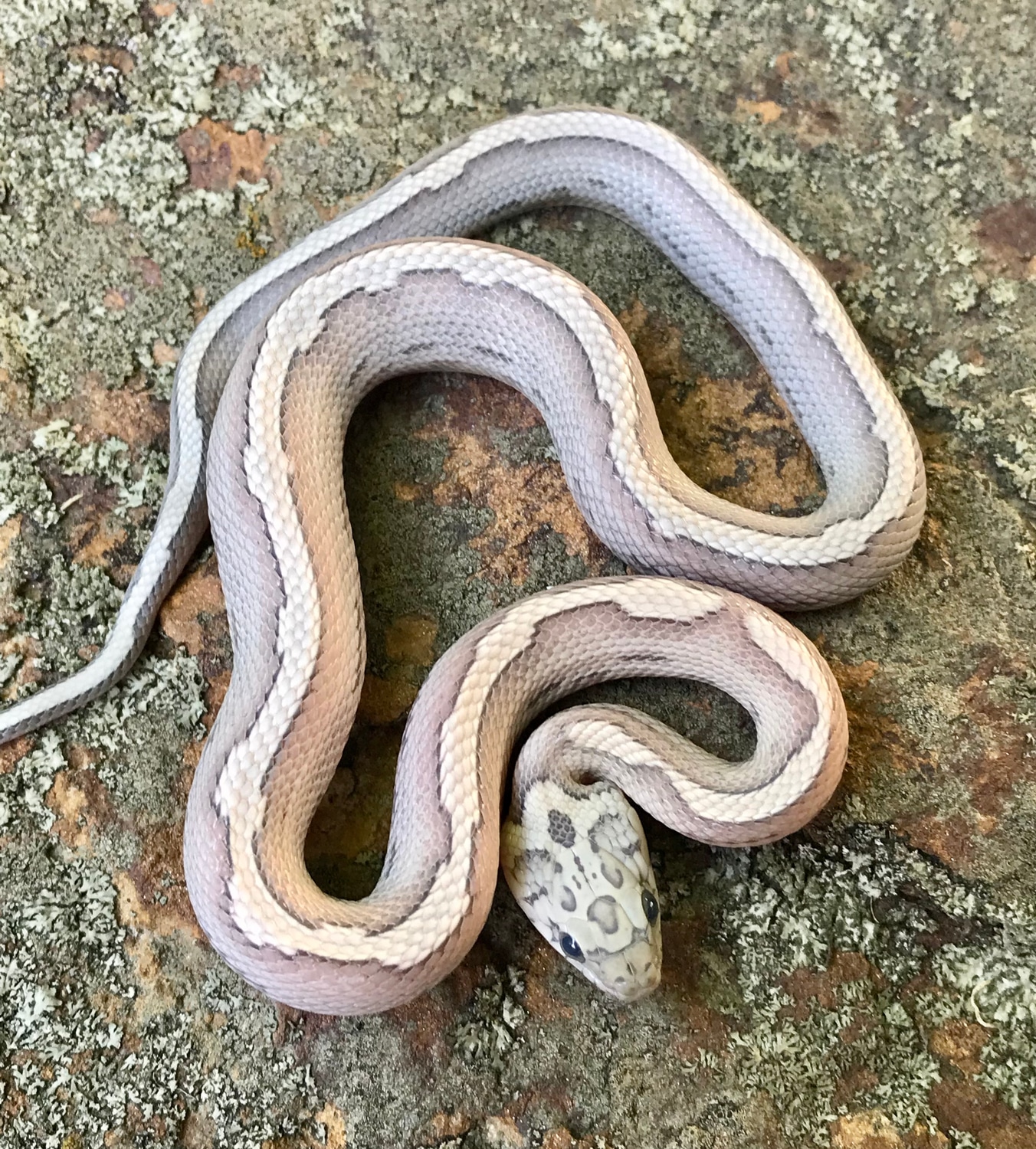 Anerythristic Motley "Pinstripe" Sunkissed 100% Het Hypo 50% Het ...
