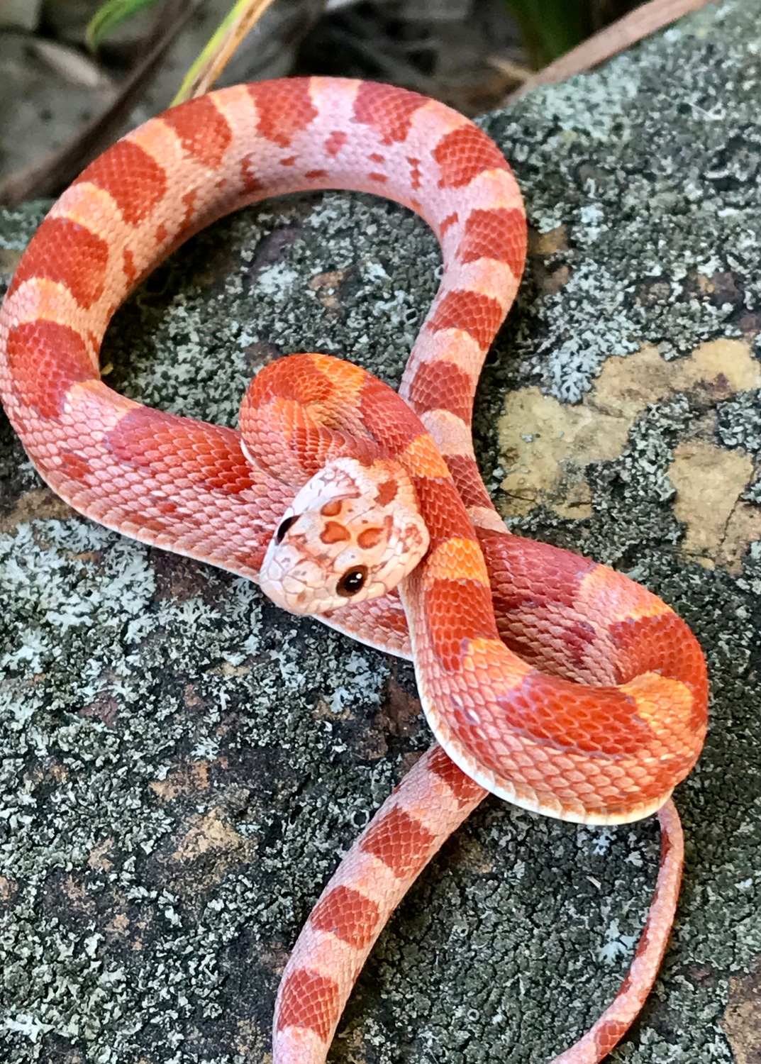 Hypo Motley Sunkissed 100% Het Anerythristic 50% Het Amelanistic Corn ...