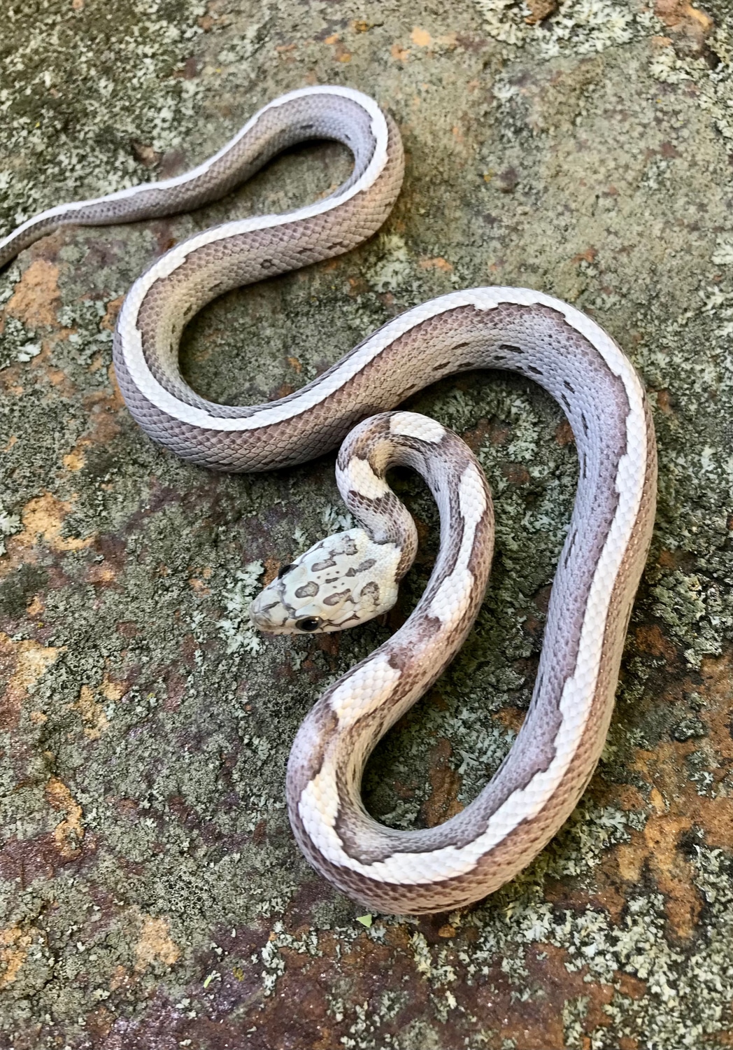 Anerythristic Motley "Pinstripe" Sunkissed 100% Het Hypo 50% Het ...
