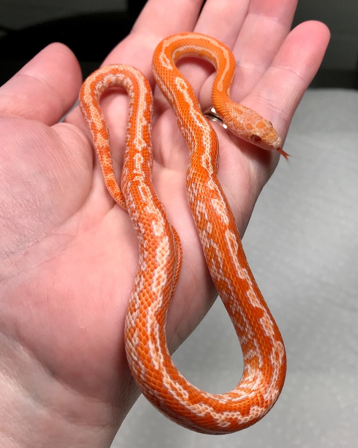 Tessera Lava Sunkissed 100% Het Amelanistic 50% Het Anerythristic 66% ...