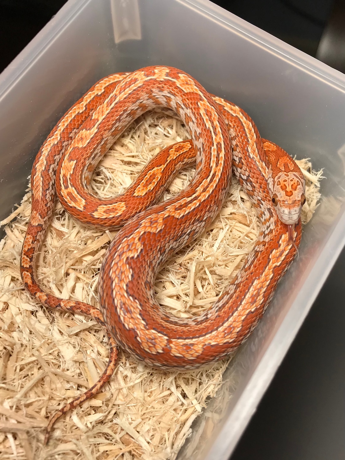 Tessera Sunkissed 100% Het Amelanistic 50% Het Anerythristic 66% Het ...