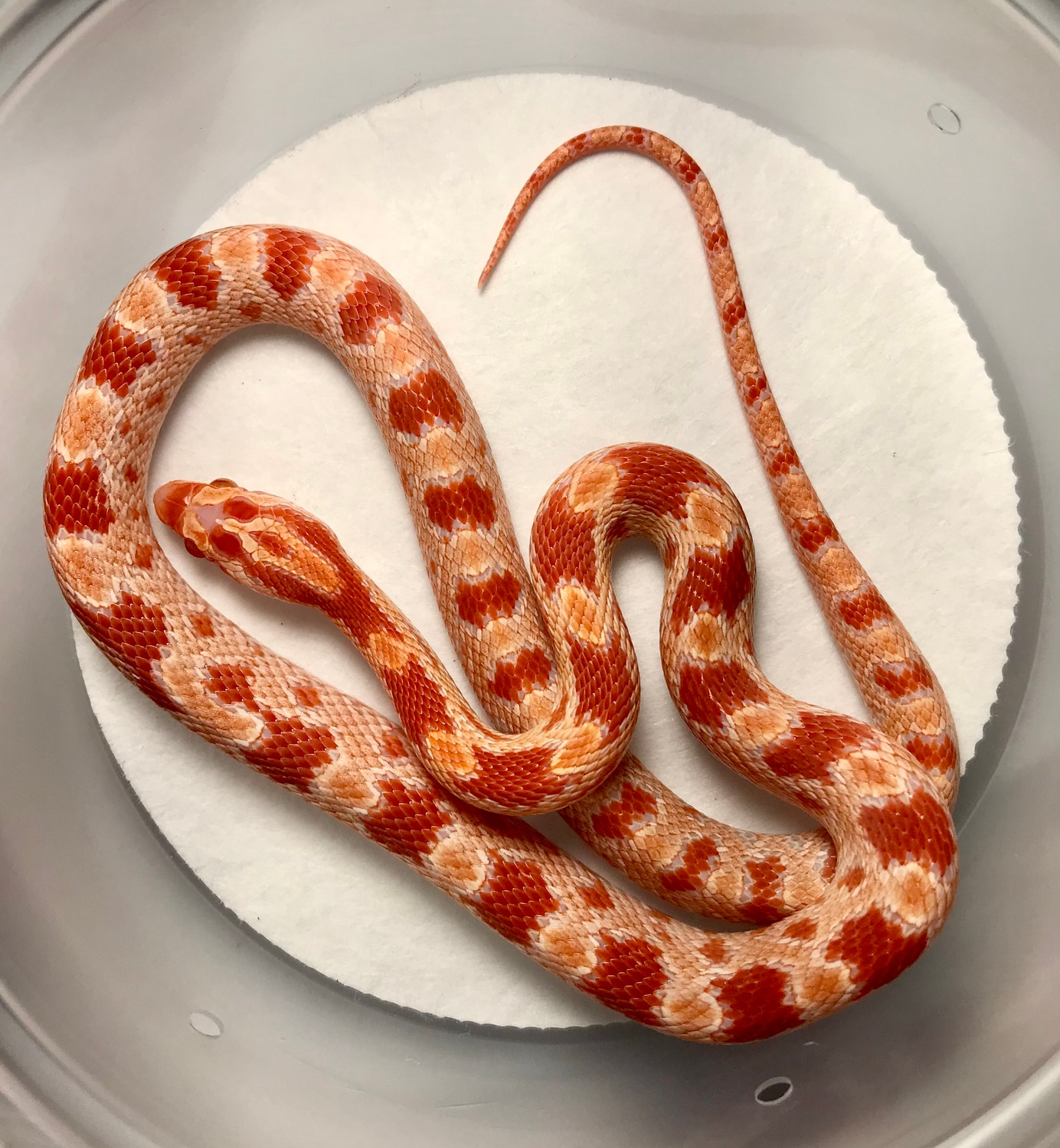 Amelanistic 100% Het Sunkissed 50% Het Hypo 50% Het Lava 66% Het ...