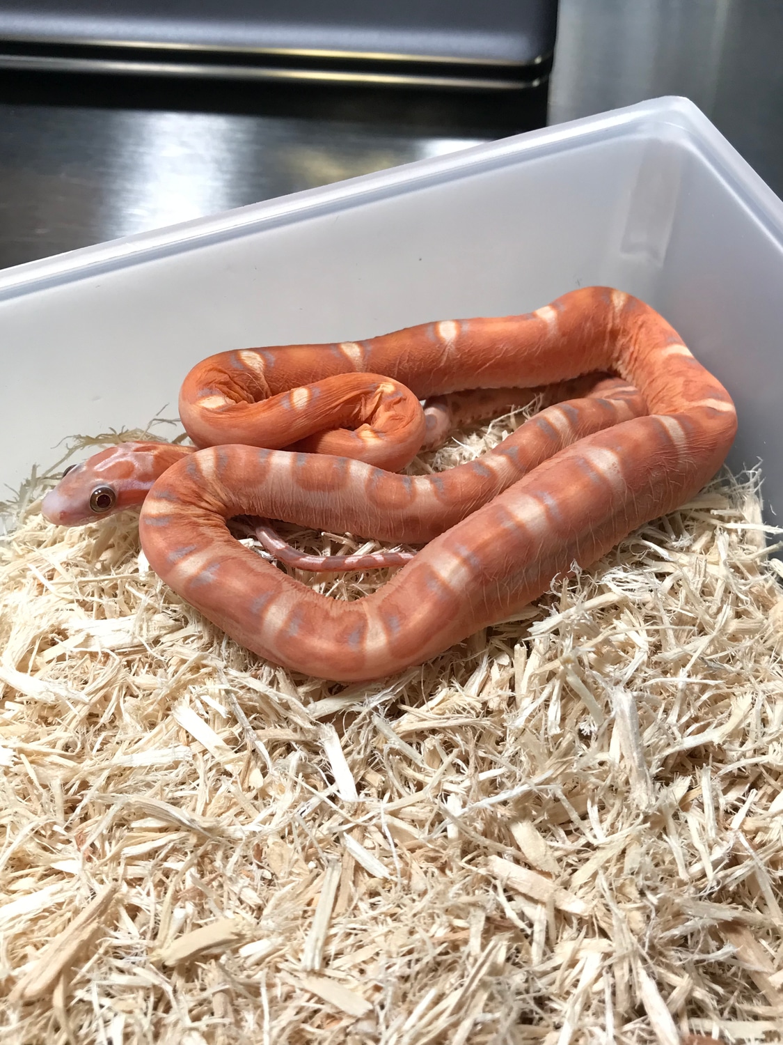 Ultramel Diffused Scaleless Het Motley Corn Snake by Serpentine Works ...