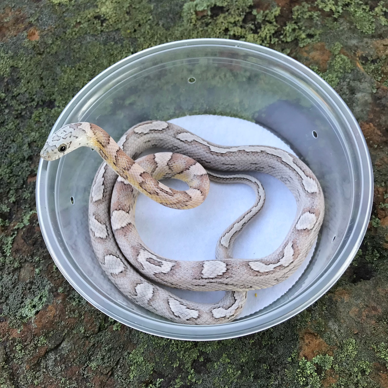 Anerythristic Motley Sunkissed 100% Het Hypo 50% Het Amelanistic Corn ...