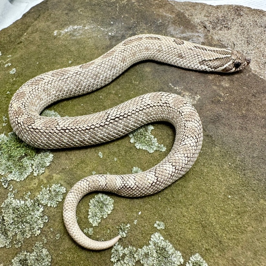 Conda Axanthic Het Toffee Belly Western Hognose by Serpentine Works