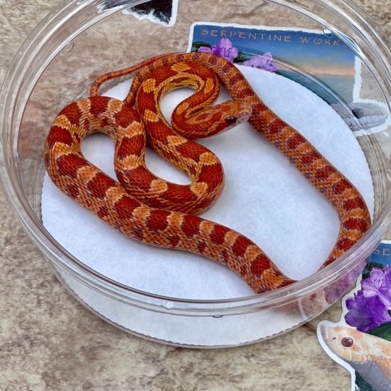 Lava Corn Snake by Serpentine Works