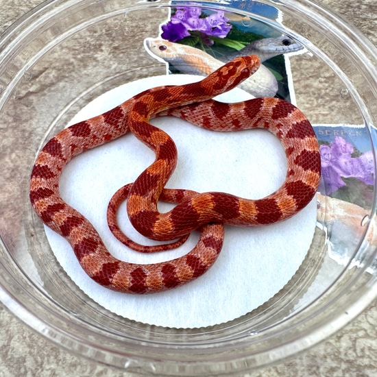 Amel RF Corn Snake by Serpentine Works