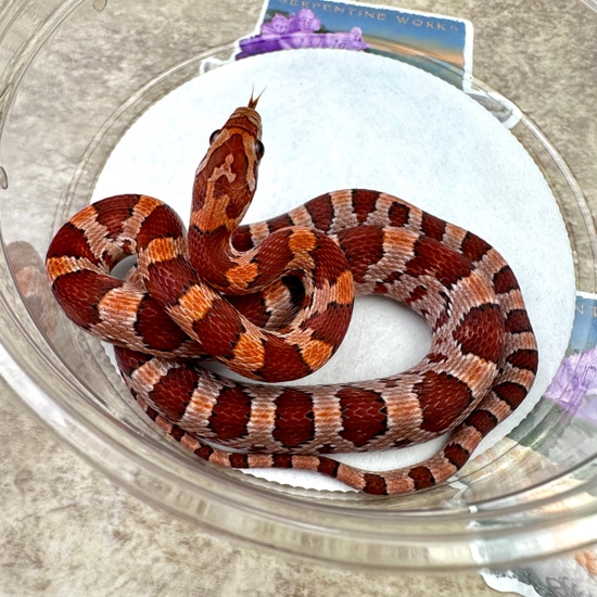 Classic RF Corn Snake by Serpentine Works