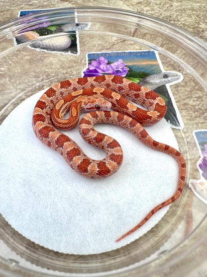 Lava Corn Snake by Serpentine Works