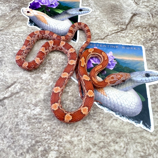 Lava Corn Snake by Serpentine Works