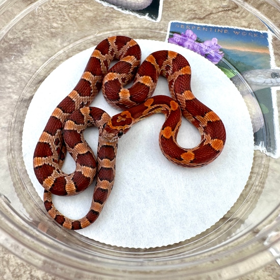 Classic RF Corn Snake by Serpentine Works