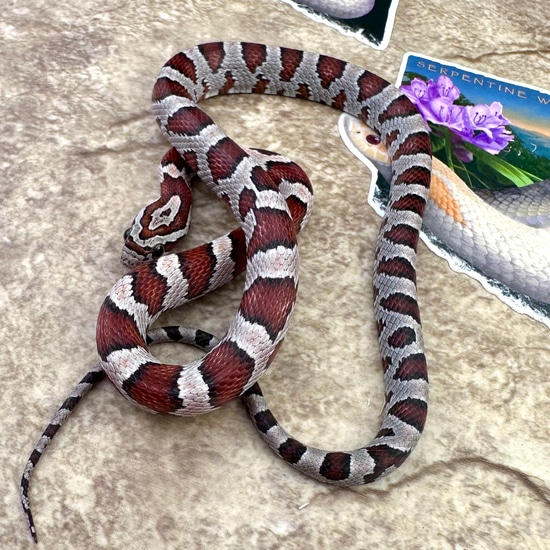 Miami Corn Snake by Serpentine Works