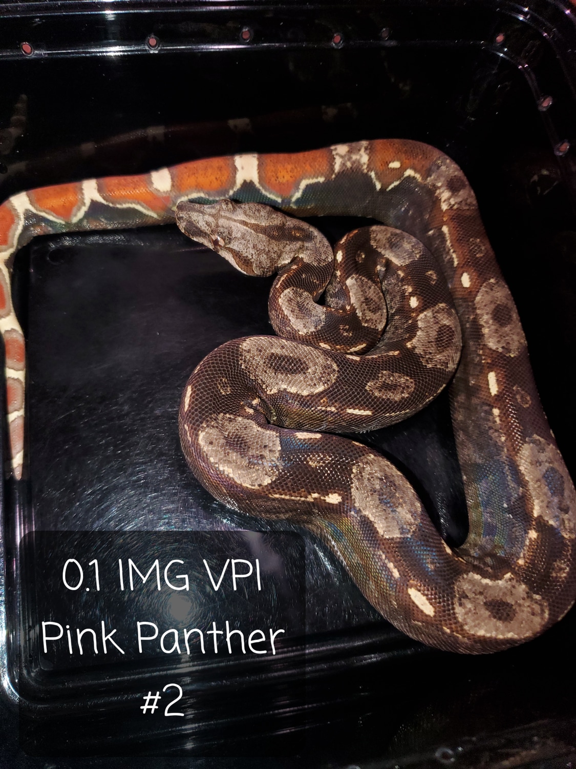 IMG VPI Pink Panther Boa Constrictor by One Earth Exotics - MorphMarket