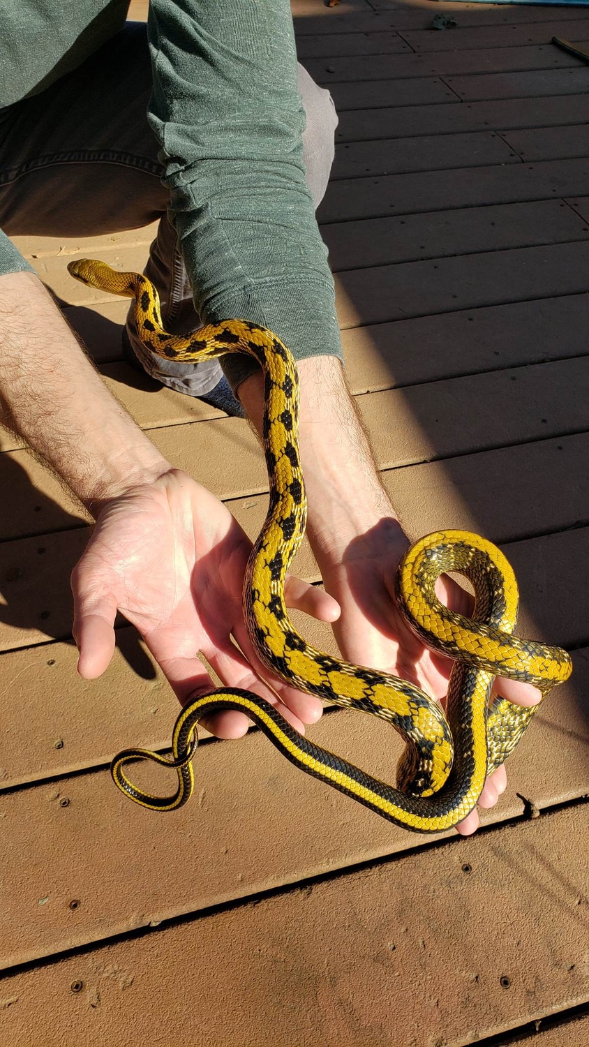 Taiwan Beauty Rat Snake by One Earth Exotics - MorphMarket