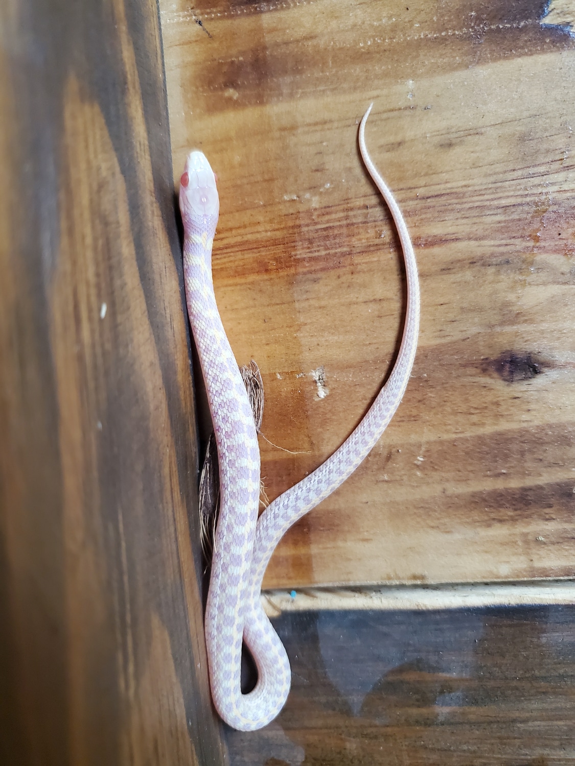 Pair Albino Checkered Garters Garter Snake by One Earth Exotics - MorphMarket