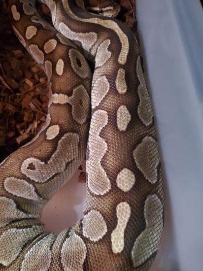 Pastave Ball Python by One Earth Exotics