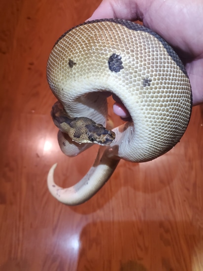 Blade Clown Ball Python by One Earth Exotics