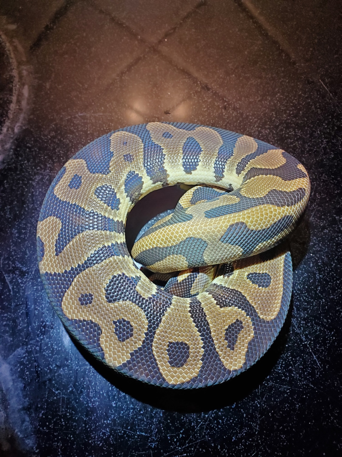 Leopard Het Clown Het Pied Ball Python by One Earth Exotics - MorphMarket
